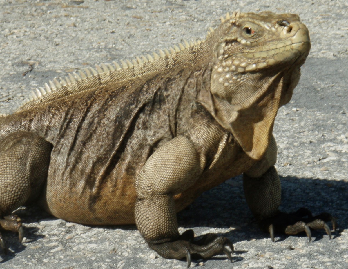 Island Scofflaws Face Running of the Iguanas | The Blacktip Times