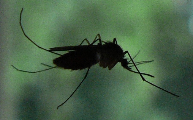 Mutant Mosquitoes Overwhelm Blacktip Island | The Blacktip Times