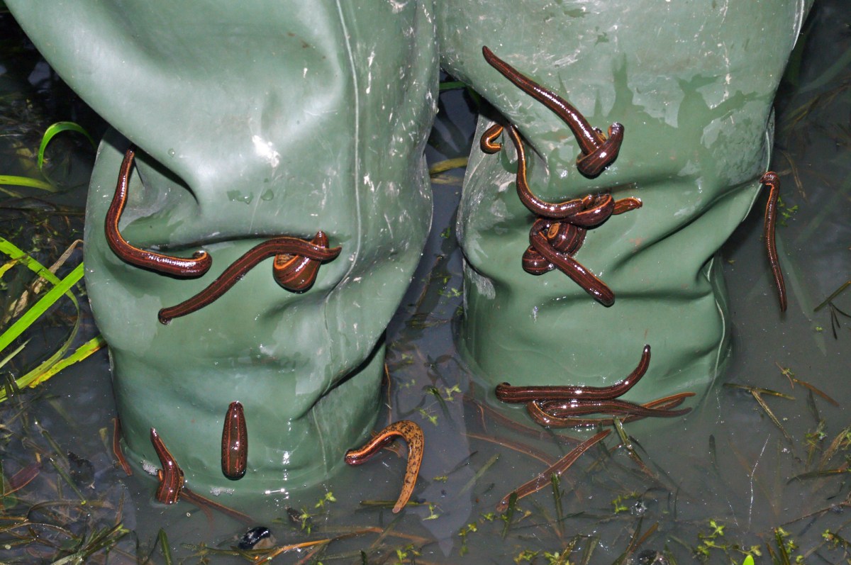 Gentically-Modified Leeches To Solve Blacktip Island Medical Woes | The Blacktip Times