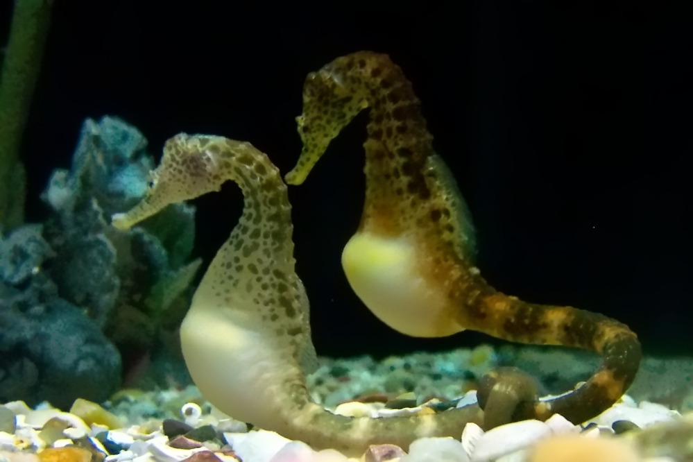 Seahorse Racing Brings Controversy To Blacktip Island | The Blacktip Times