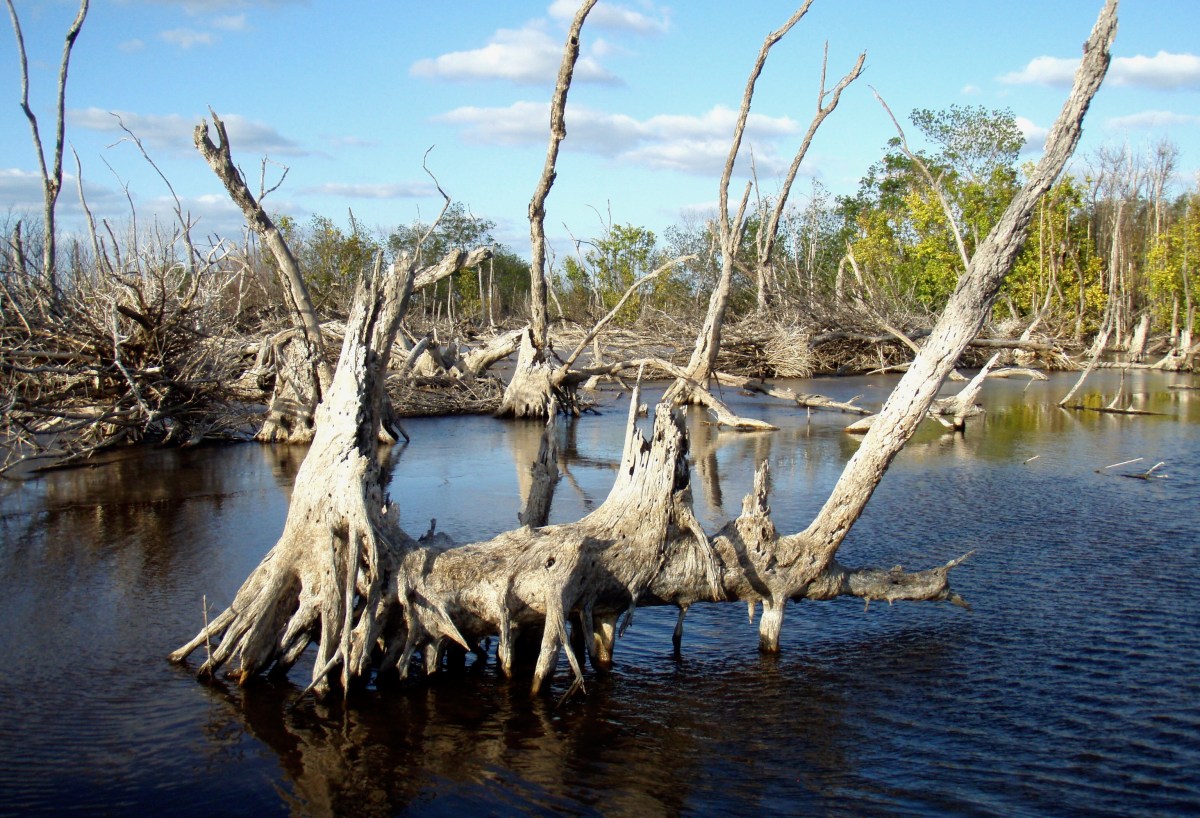 Blacktip Island Bar-Goers Plan Nocturnal Platypus Hunt | The Blacktip Times